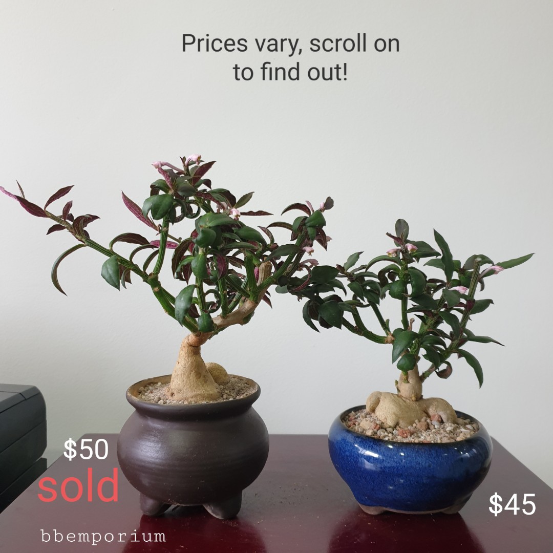 Mini Red Monadenium Bonsai, Furniture & Home Living, Gardening, Plants ...