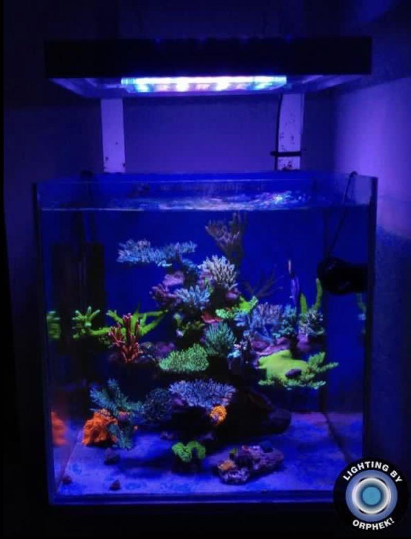 Orphek Atlantik iCon - Compact / Regular, Pet Supplies, Homes & Other ...