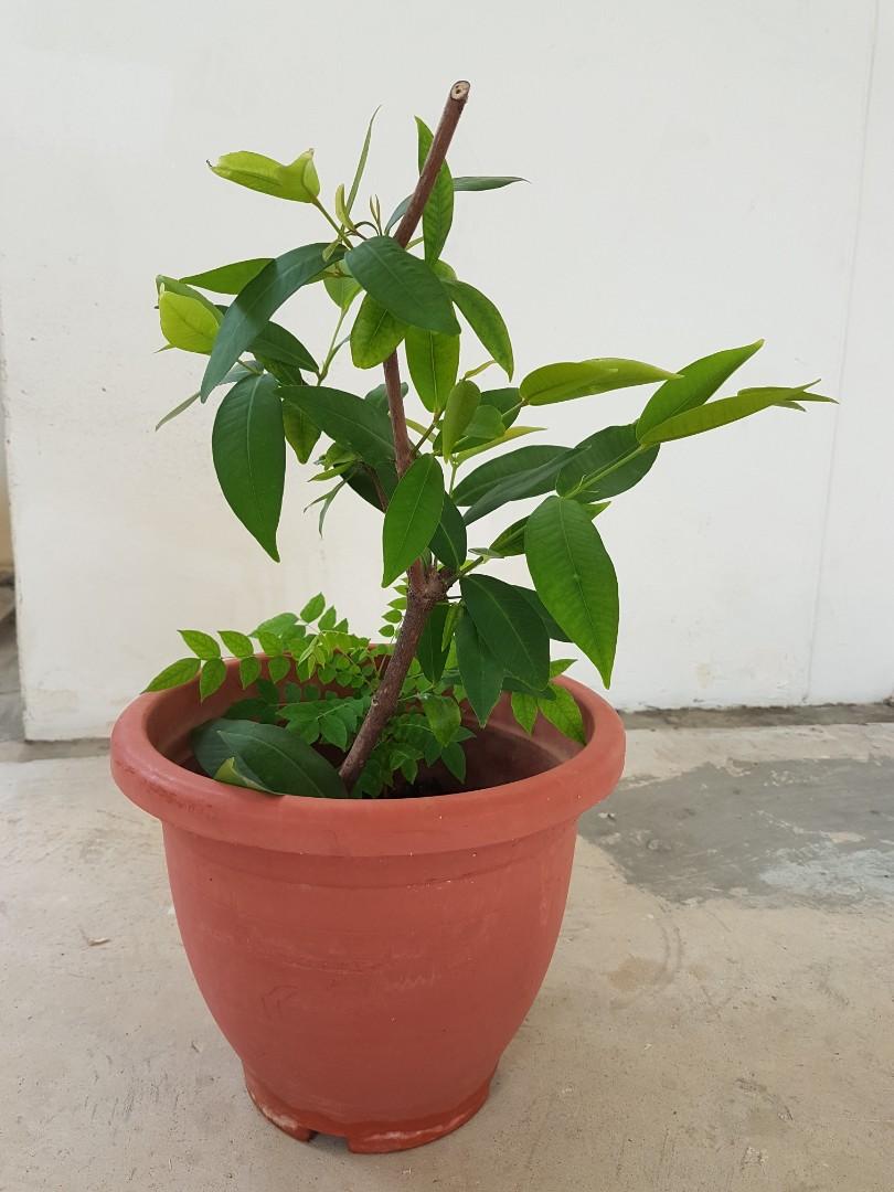 Jambu Rose Apple Java Apple Potted Garden Plant, Furniture & Home ...
