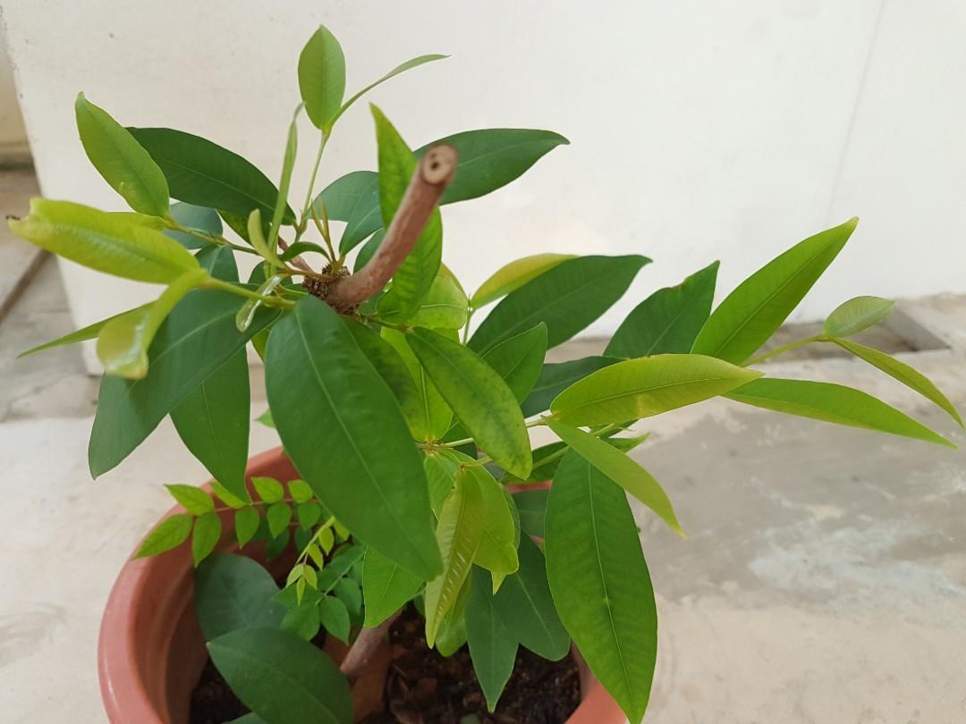 Jambu Rose Apple Java Apple Potted Garden Plant, Furniture & Home ...