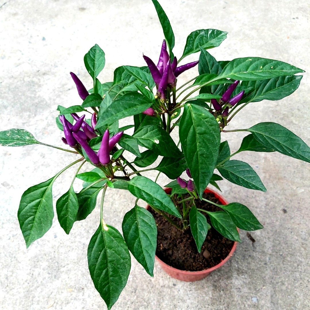 Purple Thai Chili plant, Furniture & Home Living, Gardening, Plants ...