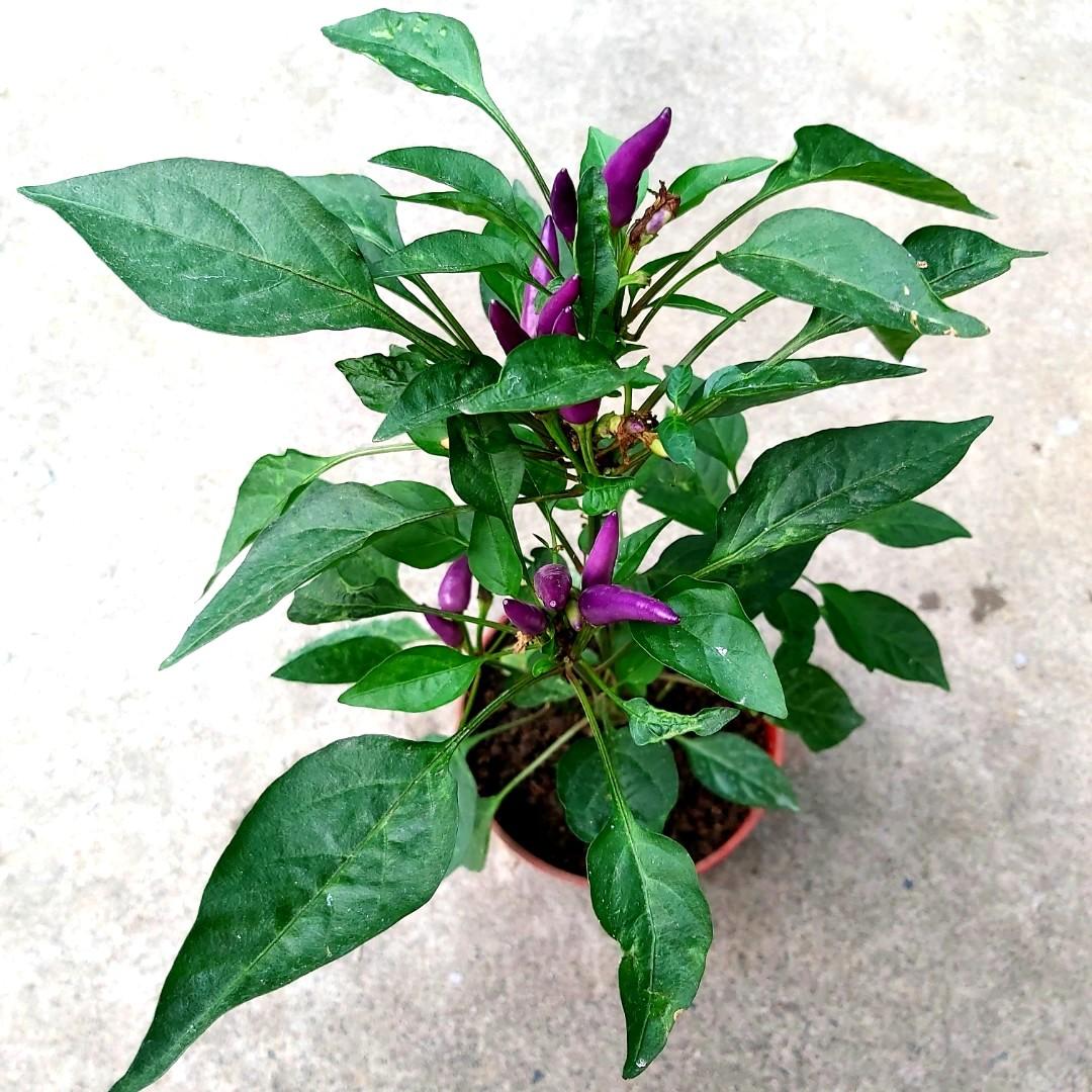 Purple Thai Chili plant, Furniture & Home Living, Gardening, Plants ...