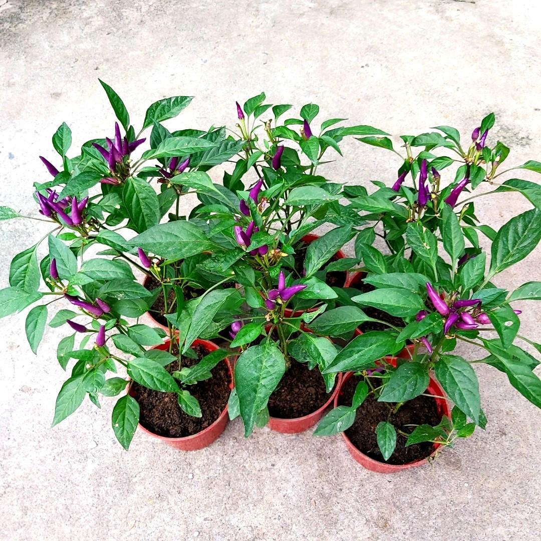Purple Thai Chili plant, Furniture & Home Living, Gardening, Plants ...