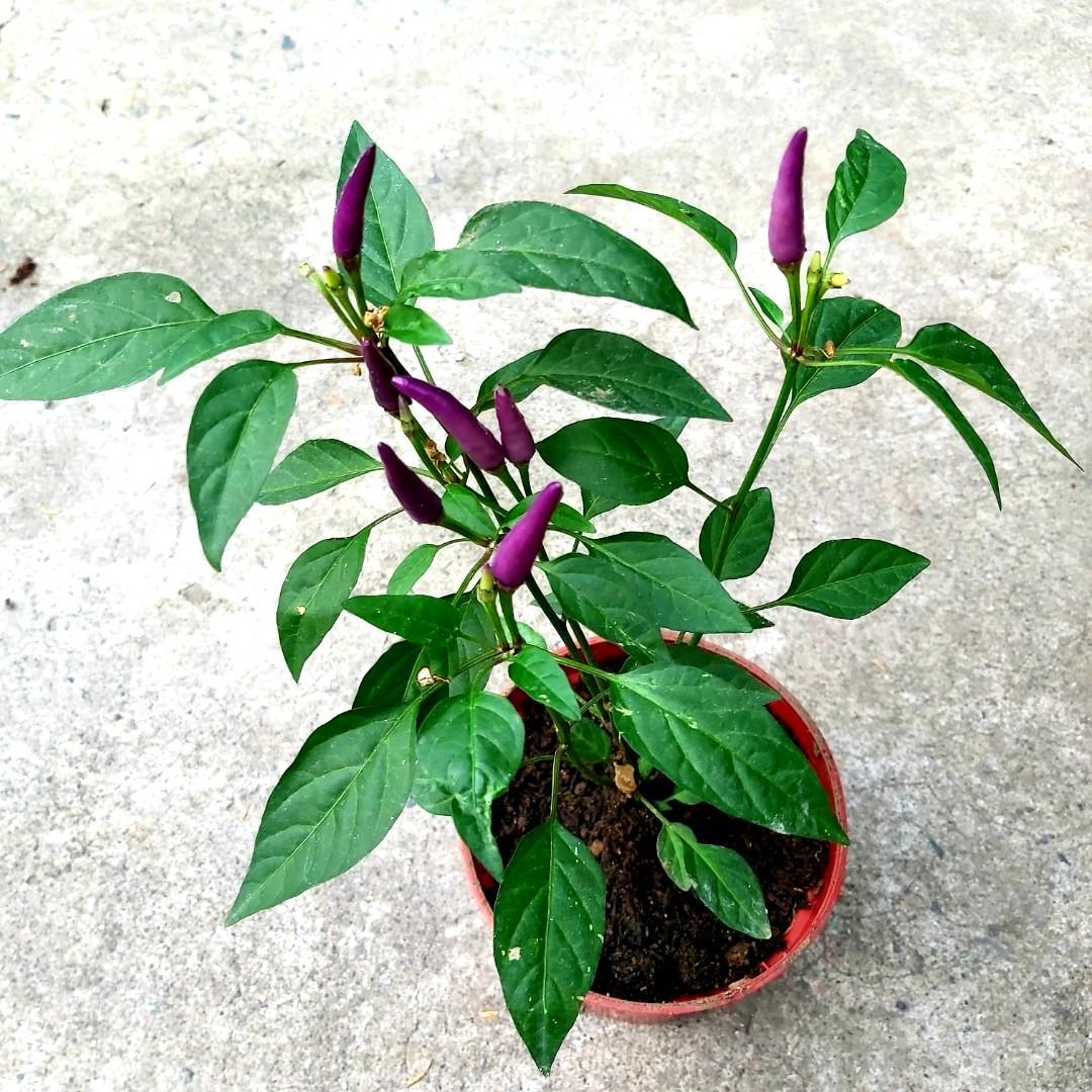 Purple Thai Chili plant, Furniture & Home Living, Gardening, Plants ...