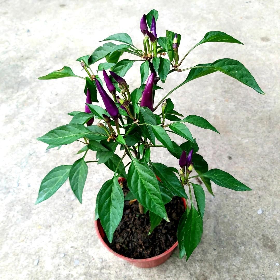 Purple Thai Chili plant, Furniture & Home Living, Gardening, Plants ...