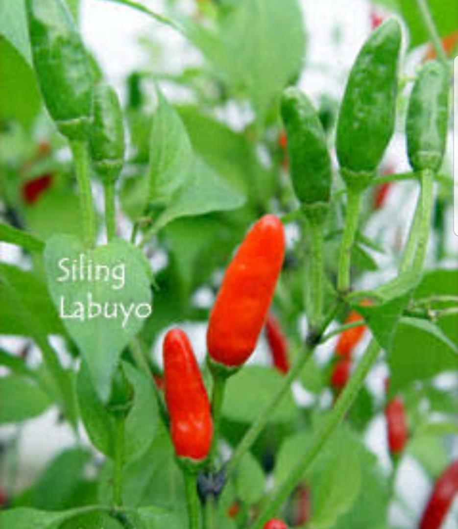 Sili labuyo siling labuyo chili pepper with bunga, Furniture & Home ...