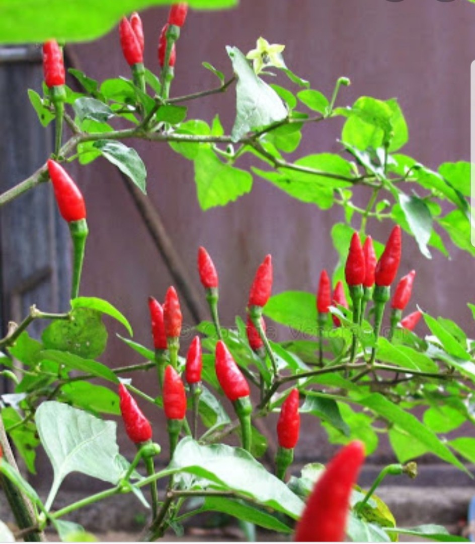 Sili labuyo siling labuyo chili pepper with bunga, Furniture & Home ...