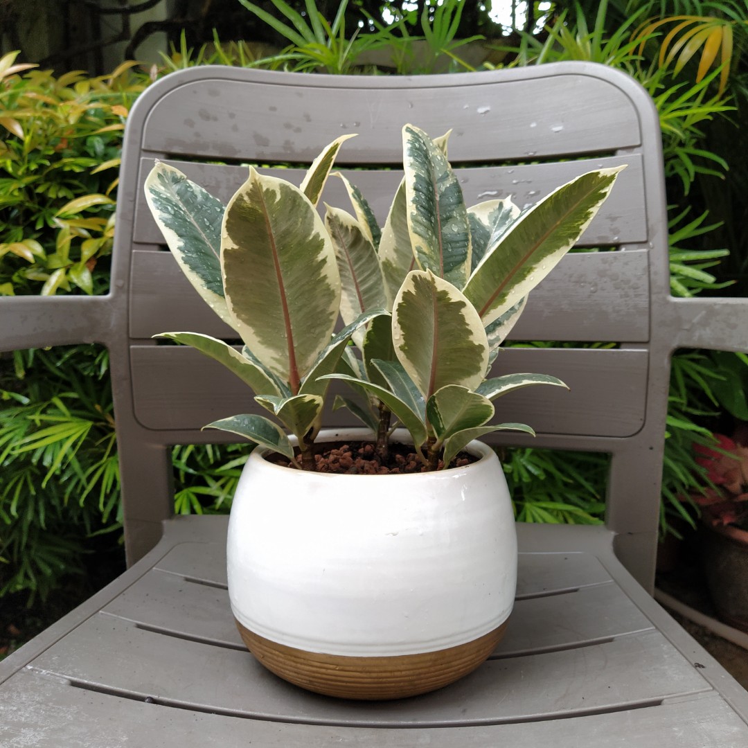 Variegated Rubber Plant, Furniture & Home Living, Gardening, Plants ...