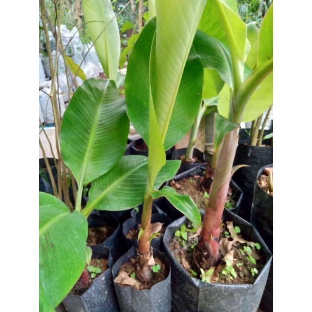 Anak Pokok Pisang Raja, Furniture & Home Living, Gardening, Plants ...