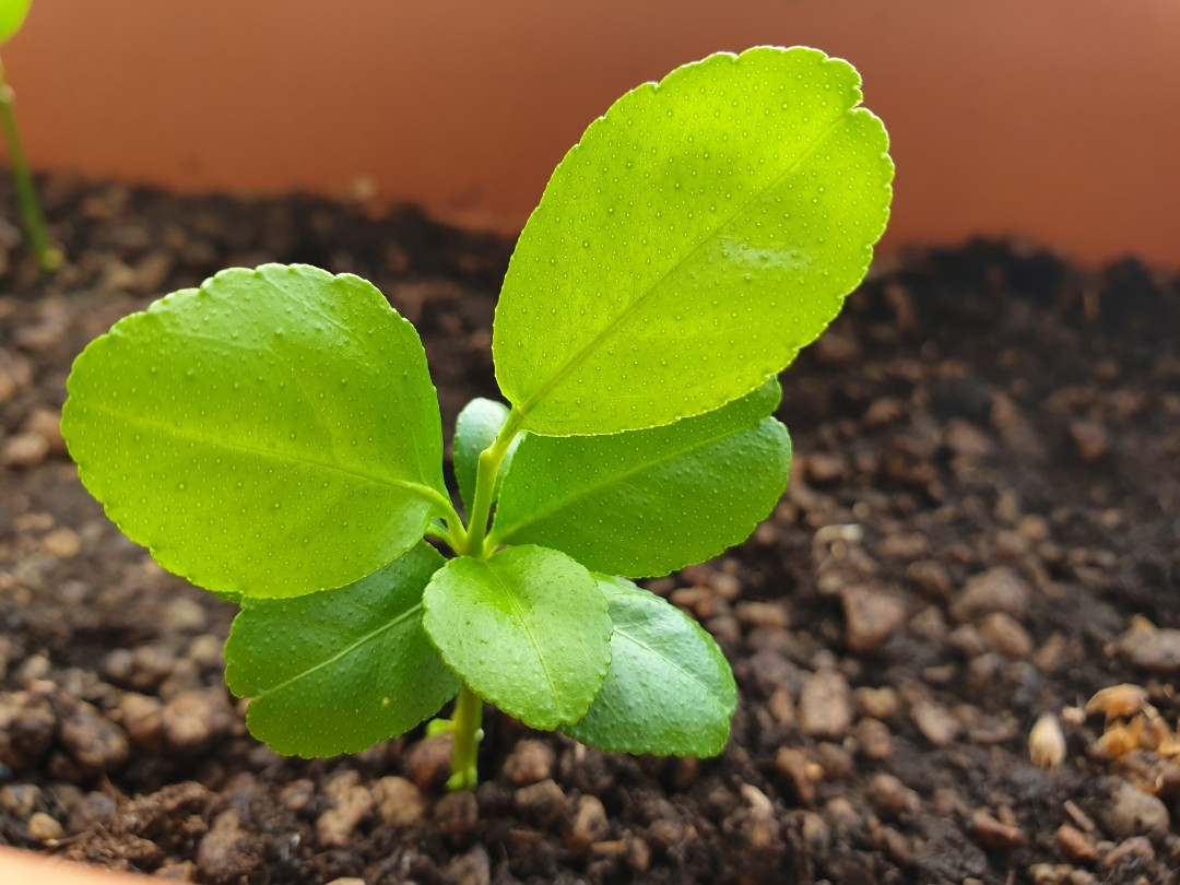 Lime Tree Seedling, Furniture & Home Living, Gardening, Plants & Seeds ...