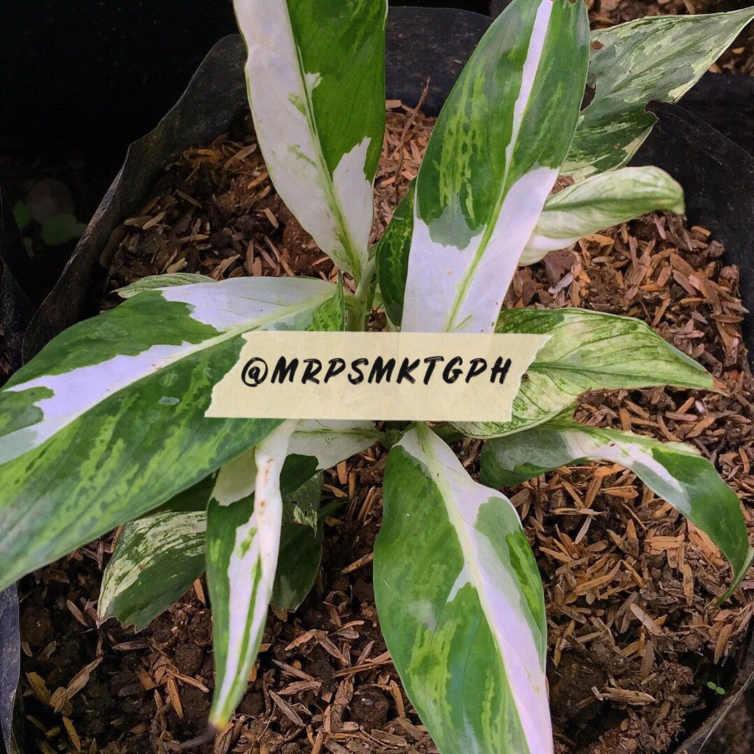 Variegated Peace Lily, Furniture & Home Living, Gardening, Plants ...