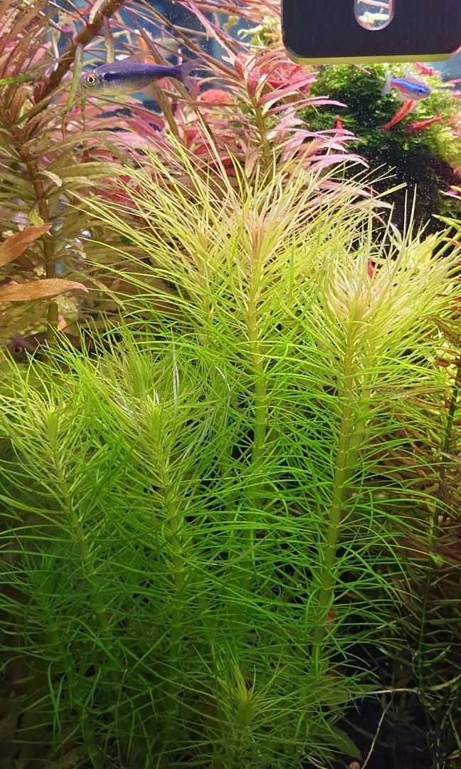 Pogostemon Erectus, Furniture & Home Living, Gardening, Plants & Seeds ...