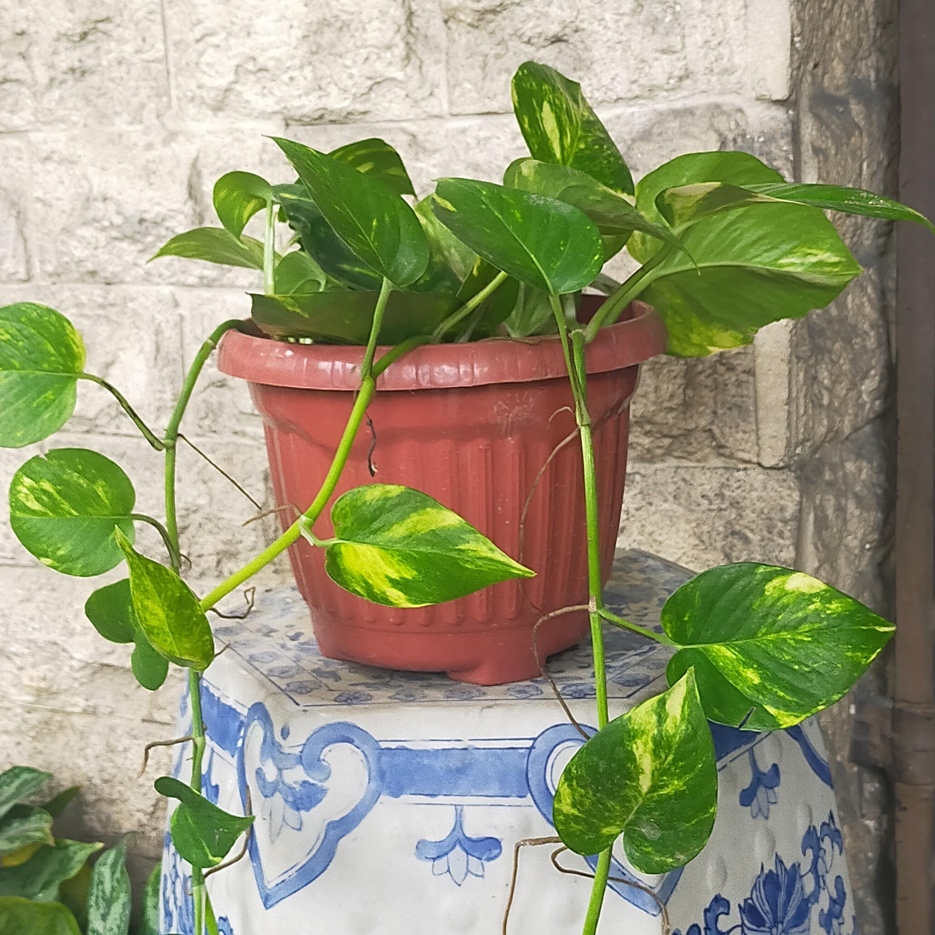 ️ Trailing and Lush Golden Pothos in 6" Pot, Furniture & Home Living ...