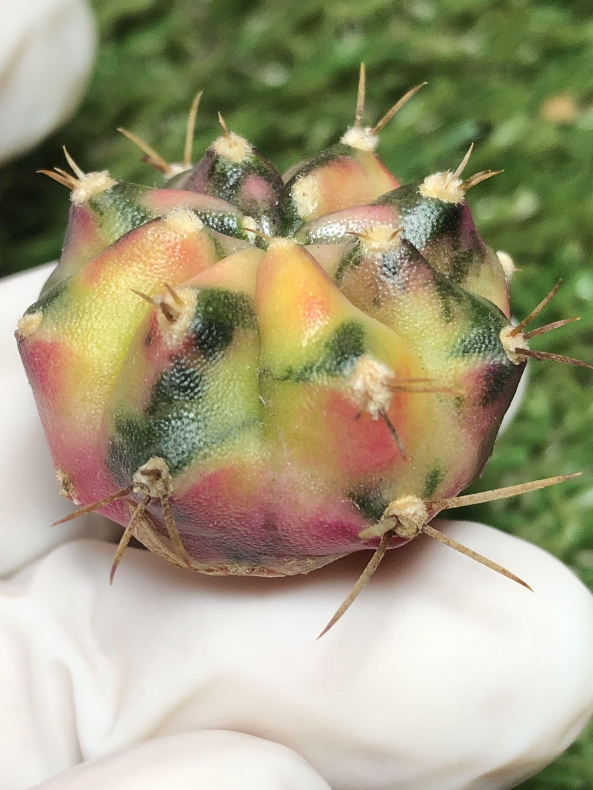 Premium Rare Gymno 1, Furniture & Home Living, Gardening, Plants ...