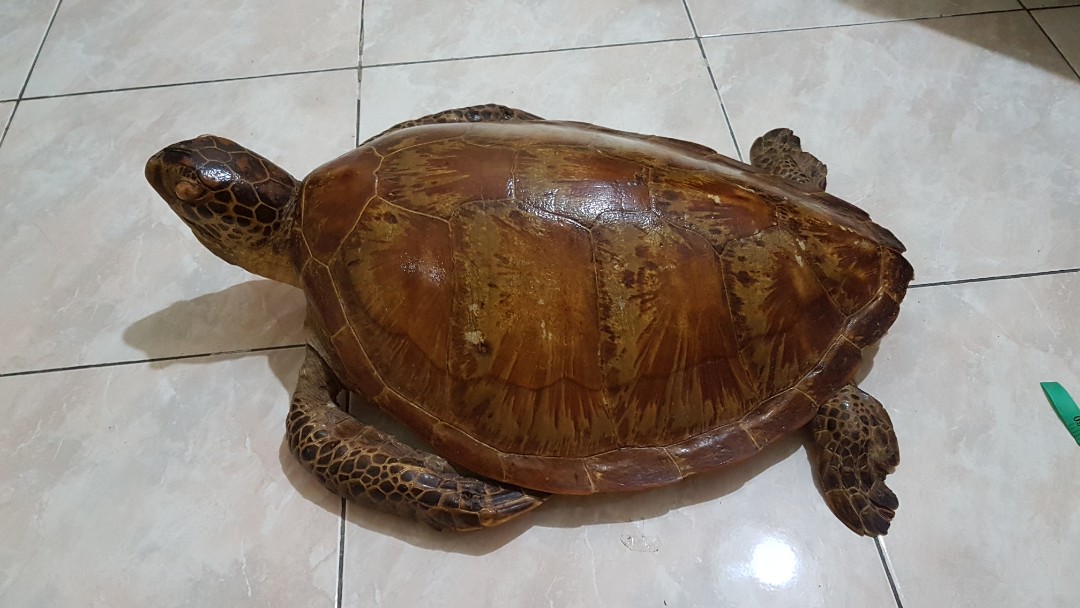 Hiasan Dinding Penyu Asli, Antik, Furnitur di Carousell