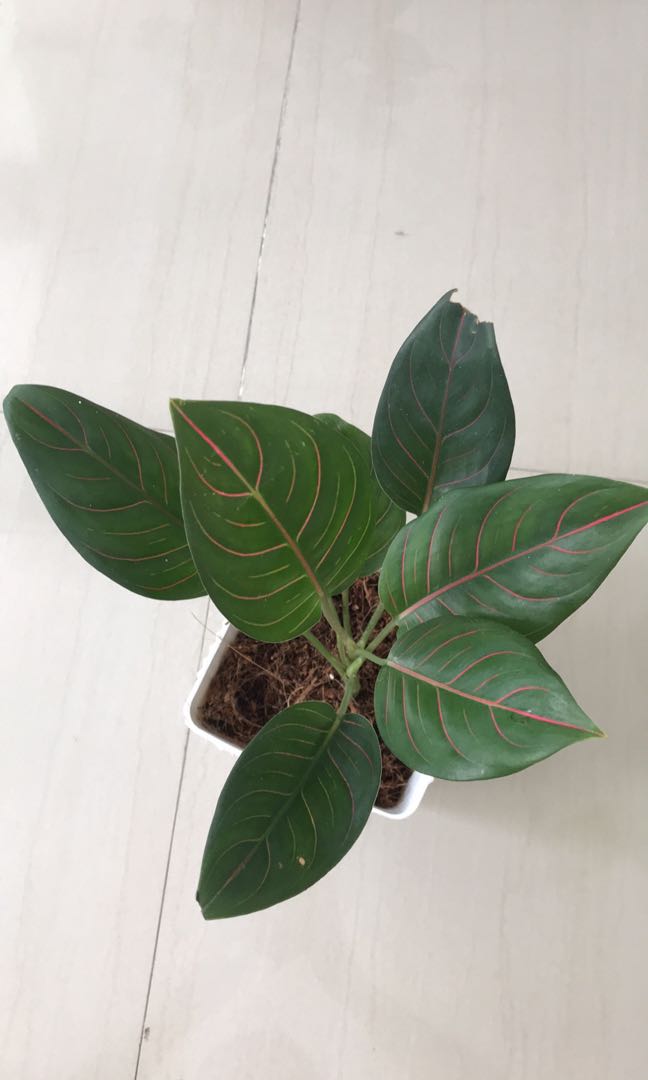 Aglaonema Rotundum Tiger, Furniture & Home Living, Gardening, Plants ...