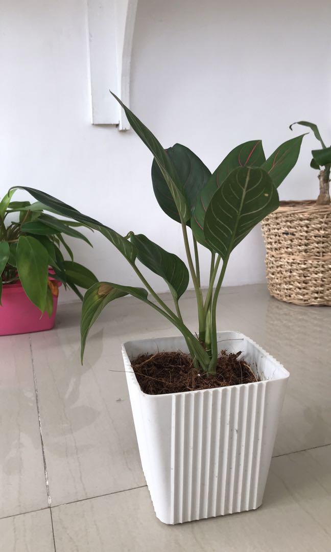 Aglaonema Rotundum Tiger, Furniture & Home Living, Gardening, Plants ...