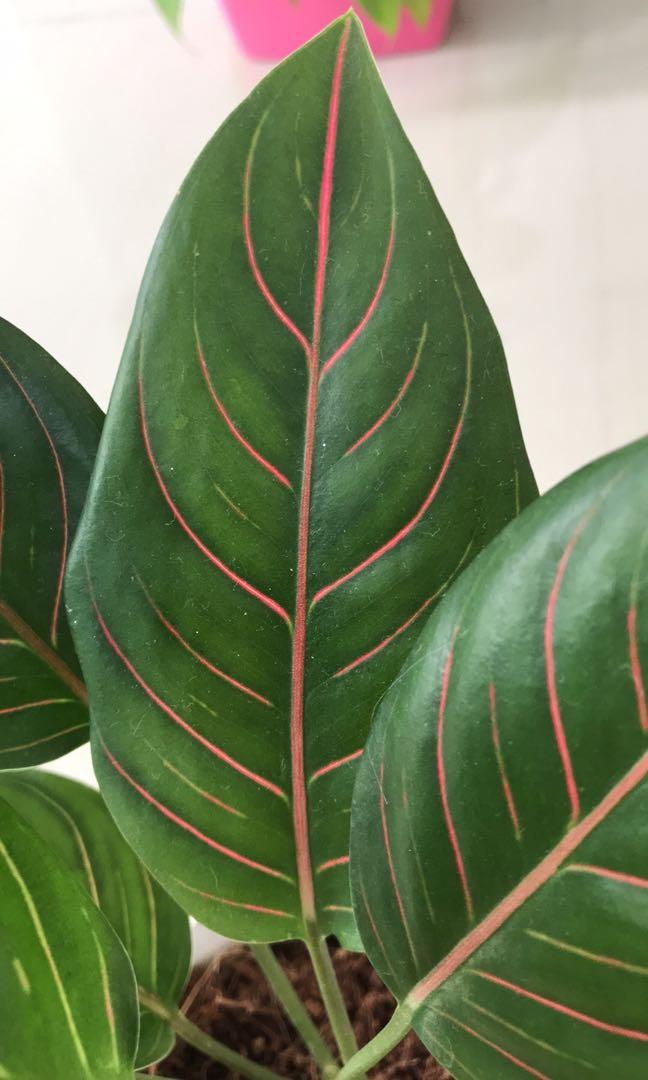 Aglaonema Rotundum Tiger, Furniture & Home Living, Gardening, Plants ...