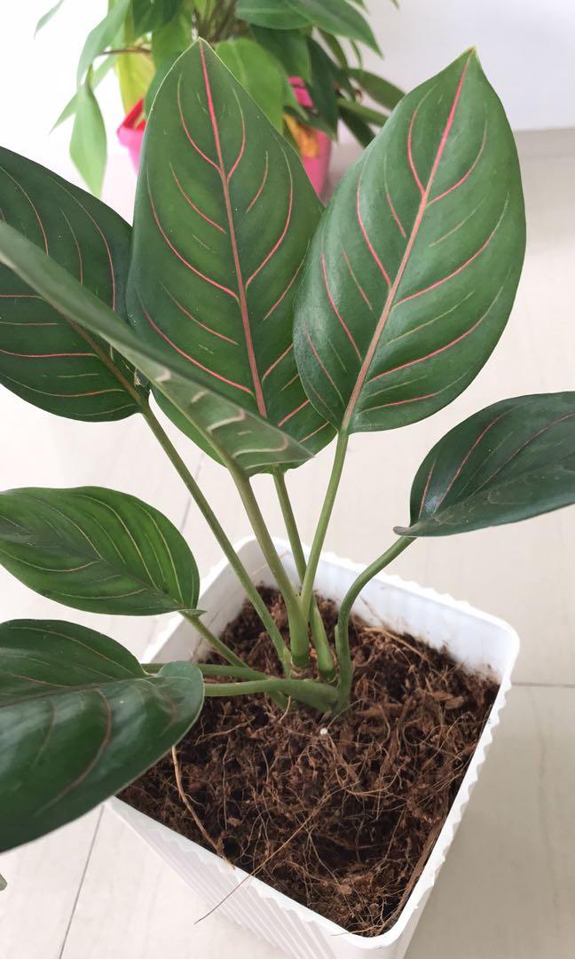 Aglaonema Rotundum Tiger, Furniture & Home Living, Gardening, Plants ...