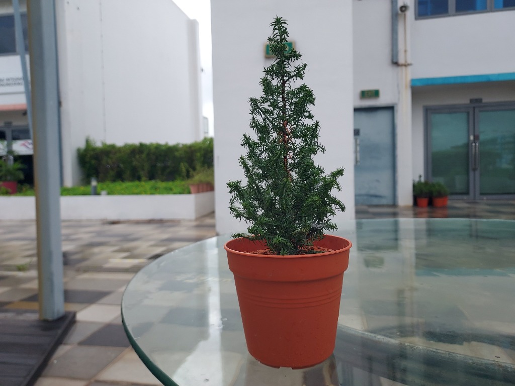 Mini Pine Tree (Chamaecyparis thyoides top point), Furniture & Home ...