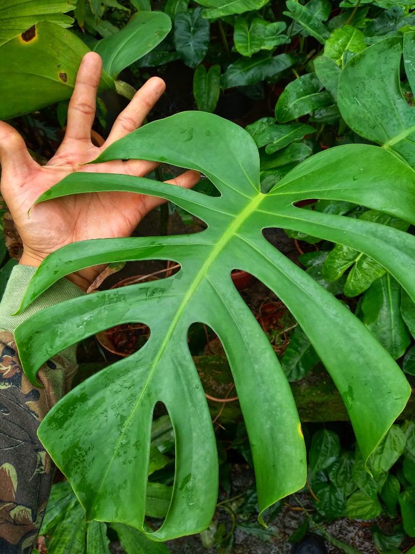 Monstera brazilian common form, Furniture & Home Living, Gardening ...