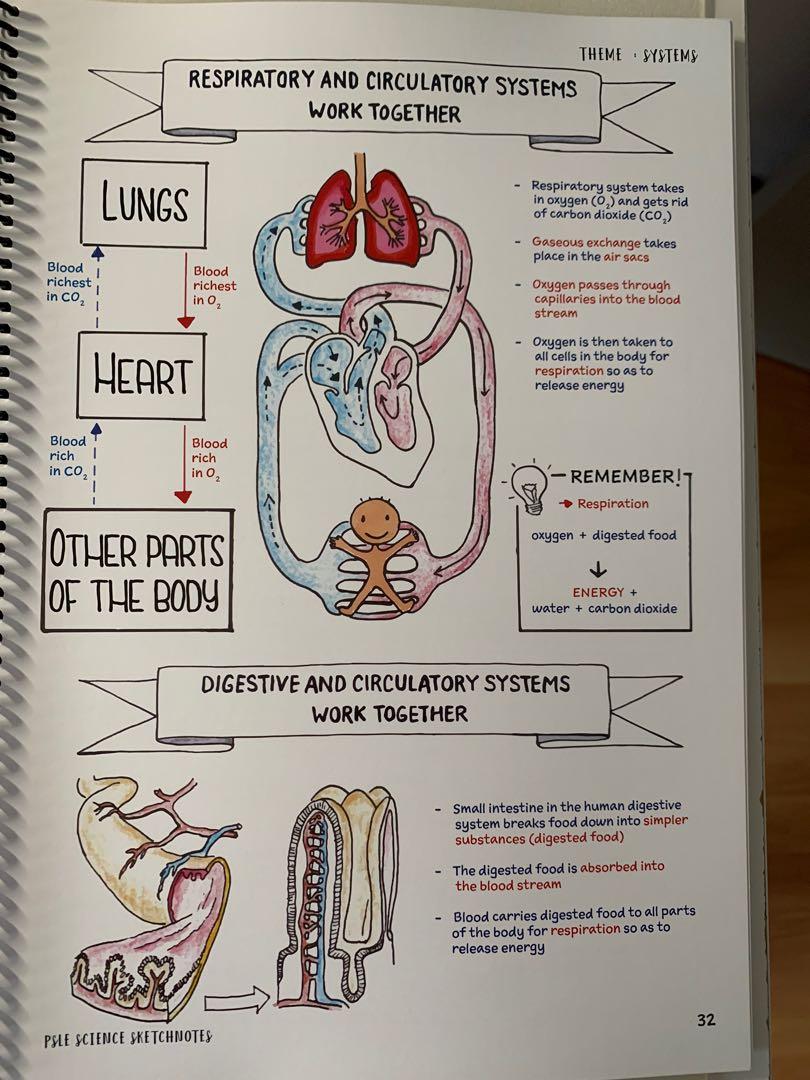 PSLE Science Sketchnotes, Hobbies & Toys, Books & Magazines, Assessment ... PSLE Science Sketchnotes, Hobbies & Toys, Books & Magazines, Assessment ...