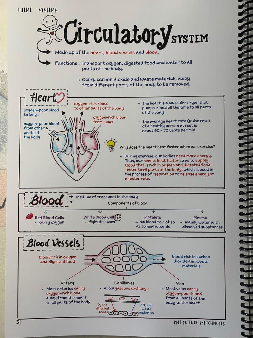 PSLE Science Sketchnotes, Hobbies & Toys, Books & Magazines, Assessment ... PSLE Science Sketchnotes, Hobbies & Toys, Books & Magazines, Assessment ...