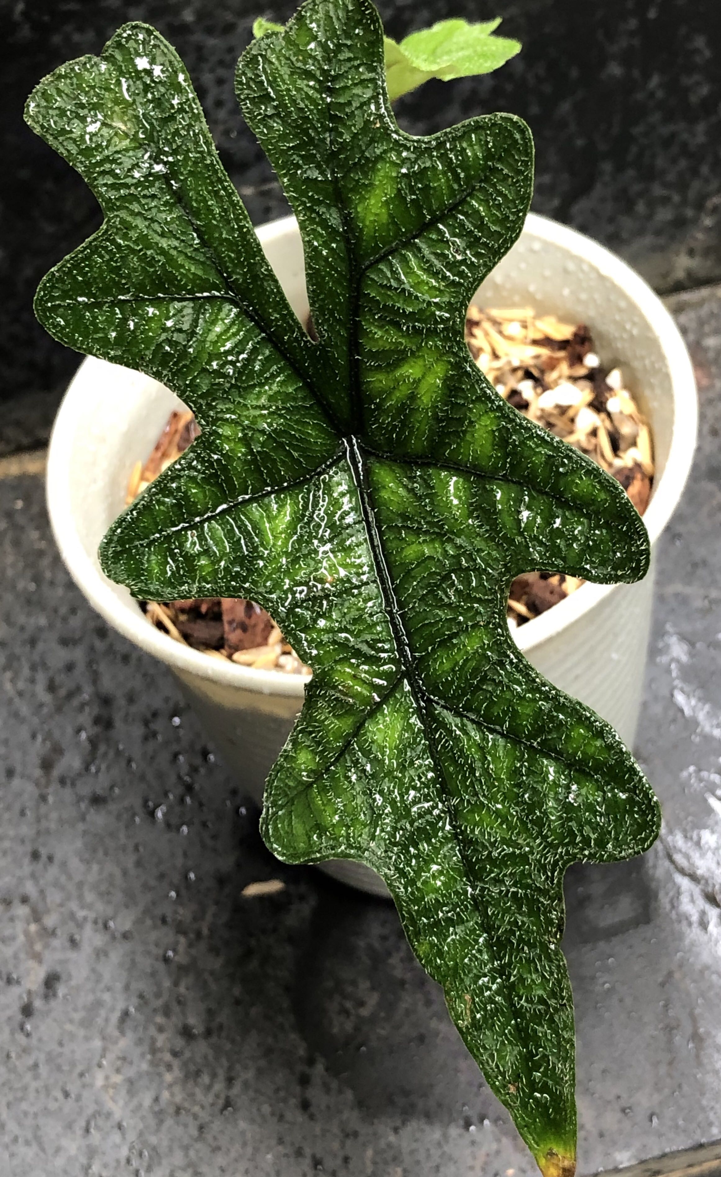 Alocasia jacklyn sulawesi sp, Furniture & Home Living, Gardening ...