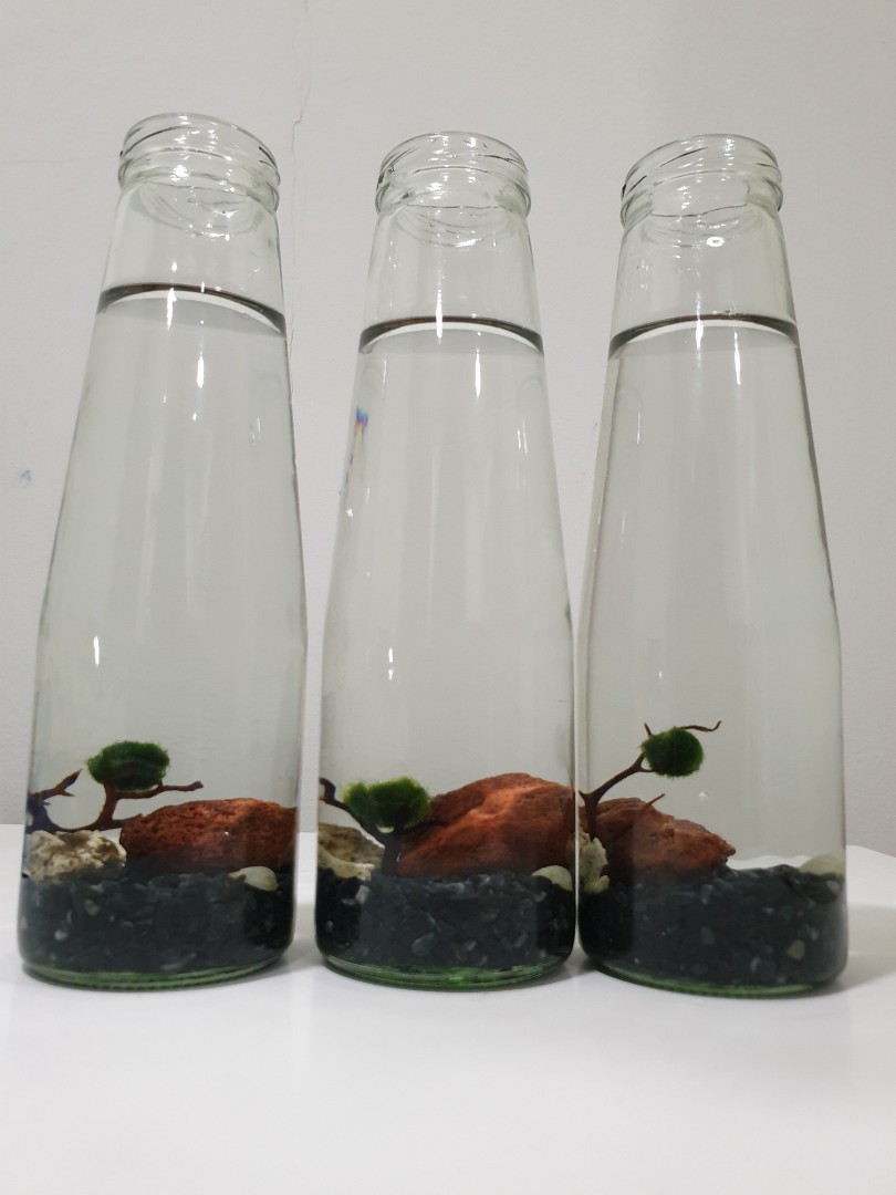 Opae Ula Tank, Pet Supplies, For Small Animals, Pet Accessories on ...