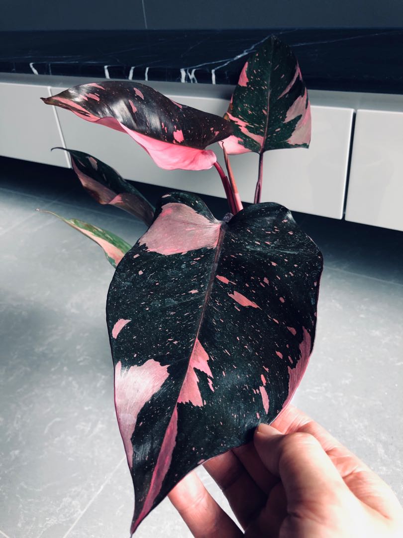 Philodendron Pink Princess Marble Variegated Plant - new leaf unfurled ...