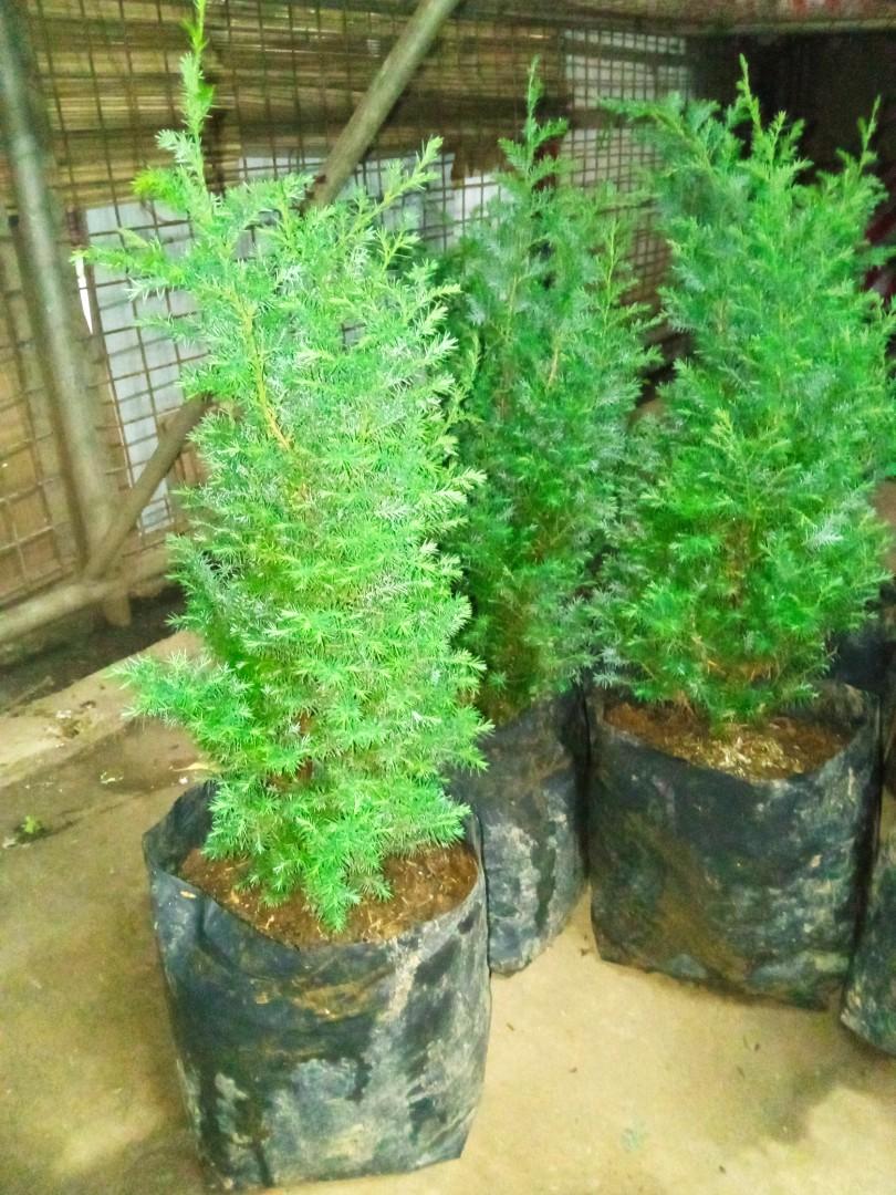 Silver pine tree plants, Furniture & Home Living, Gardening, Plants ...