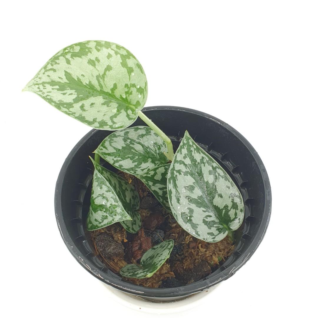 Scindapsus pictus "silver lady", Furniture & Home Living, Gardening ...