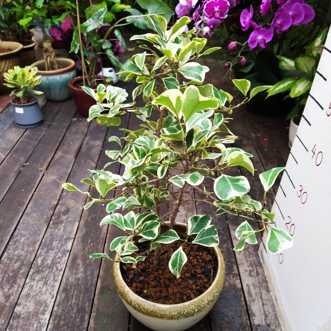 Ficus Triangularis Variegated, Sweetheart Fig, Furniture & Home Living ...