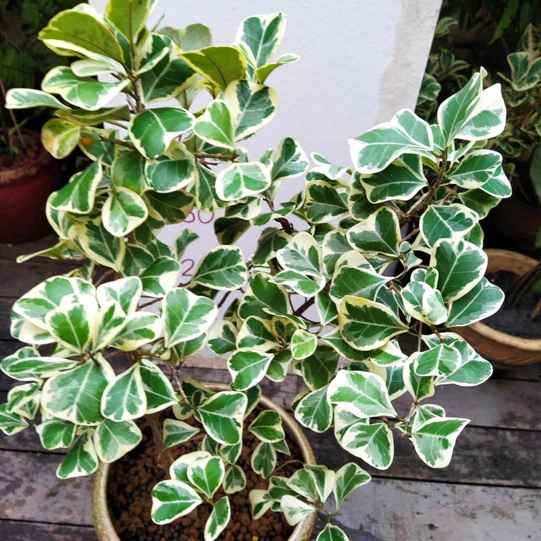 Ficus Triangularis Variegated, Sweetheart Fig, Furniture & Home Living ...
