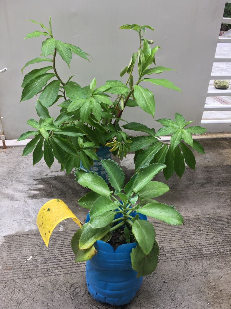 Insulin plant and mother of thousands plant (kataka taka) - Herbal ...