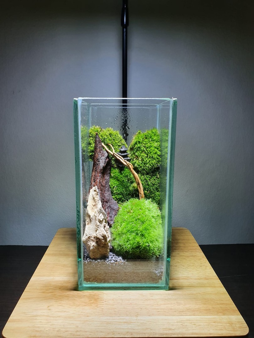 Moss Terrarium - Rectangular glass, Furniture & Home Living, Home Decor ...