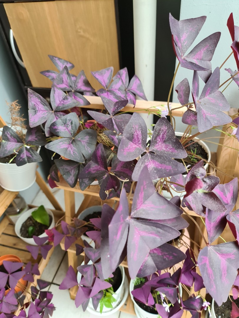Oxalis triangularis with pot, Furniture & Home Living, Gardening ...
