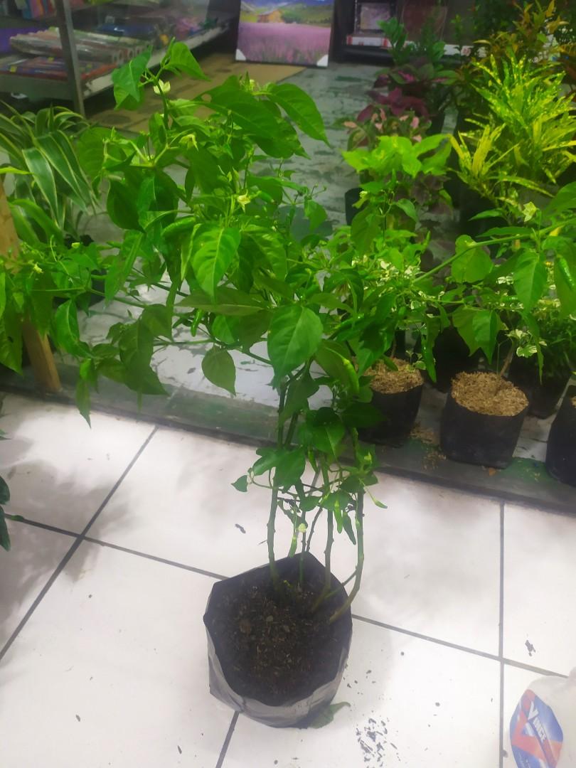 Sili labuyo, Furniture & Home Living, Gardening, Plants & Seeds on ...
