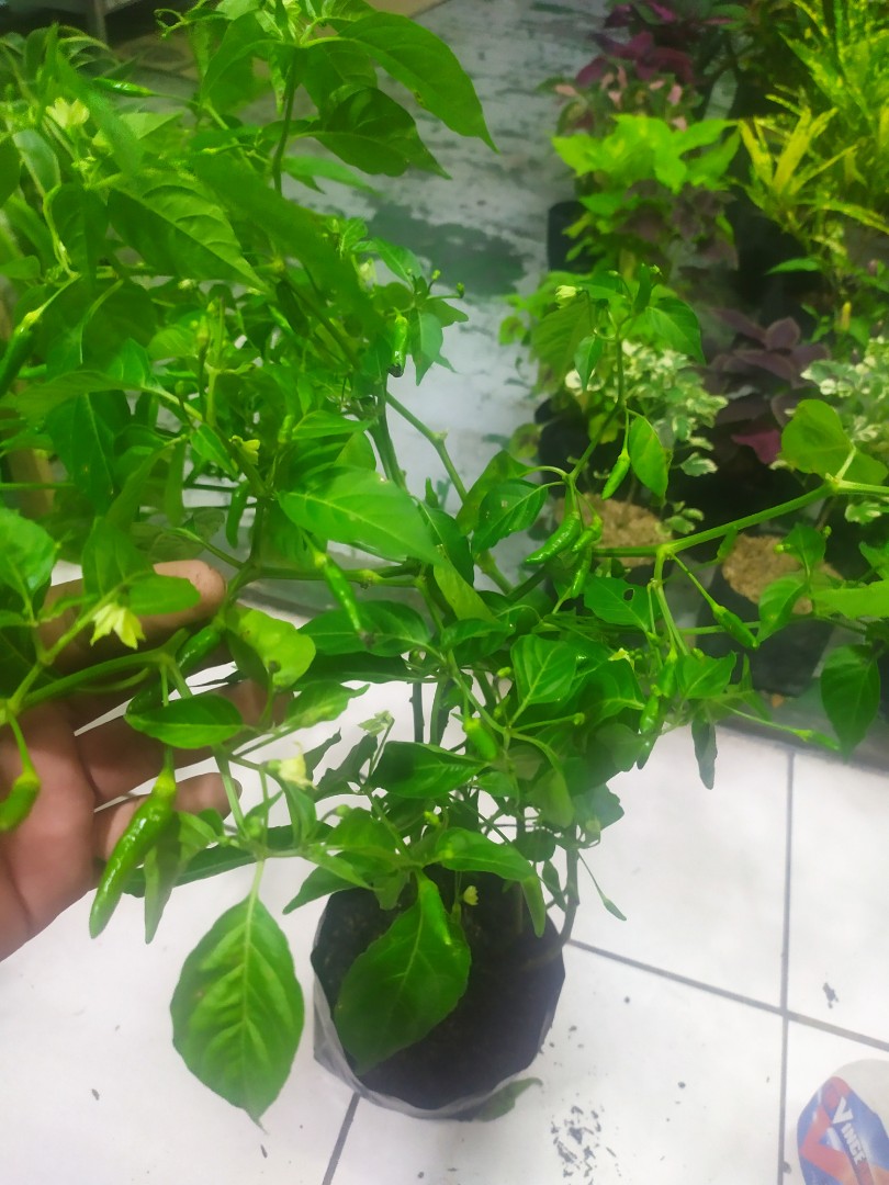 Sili labuyo, Furniture & Home Living, Gardening, Plants & Seeds on ...