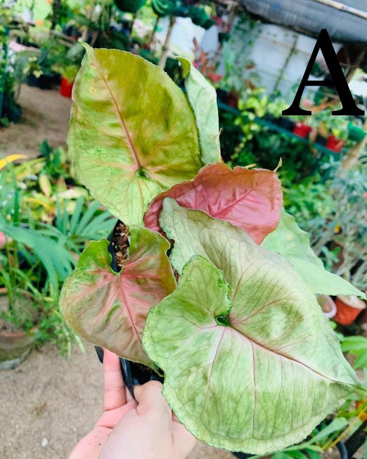 Variegated Pink Chocolate Syngonium, Furniture & Home Living, Gardening ...