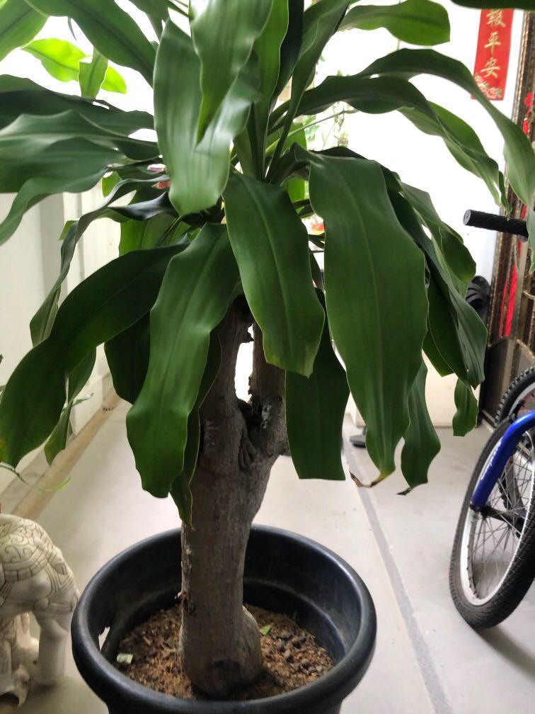 Big iron tree, Furniture & Home Living, Home Decor, Artificial Plants ...