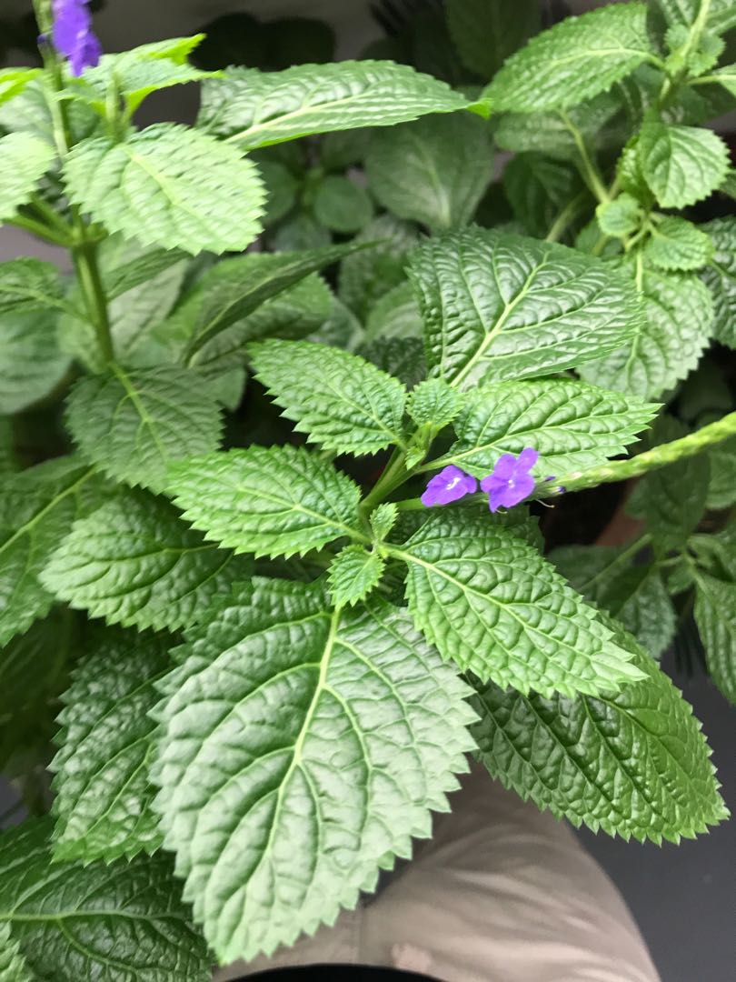 Fresh blue snake weed traditional herb, Furniture & Home Living ...