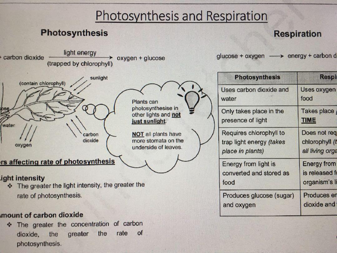 2020 PSLE Science Answering techniques / template for answering science ...