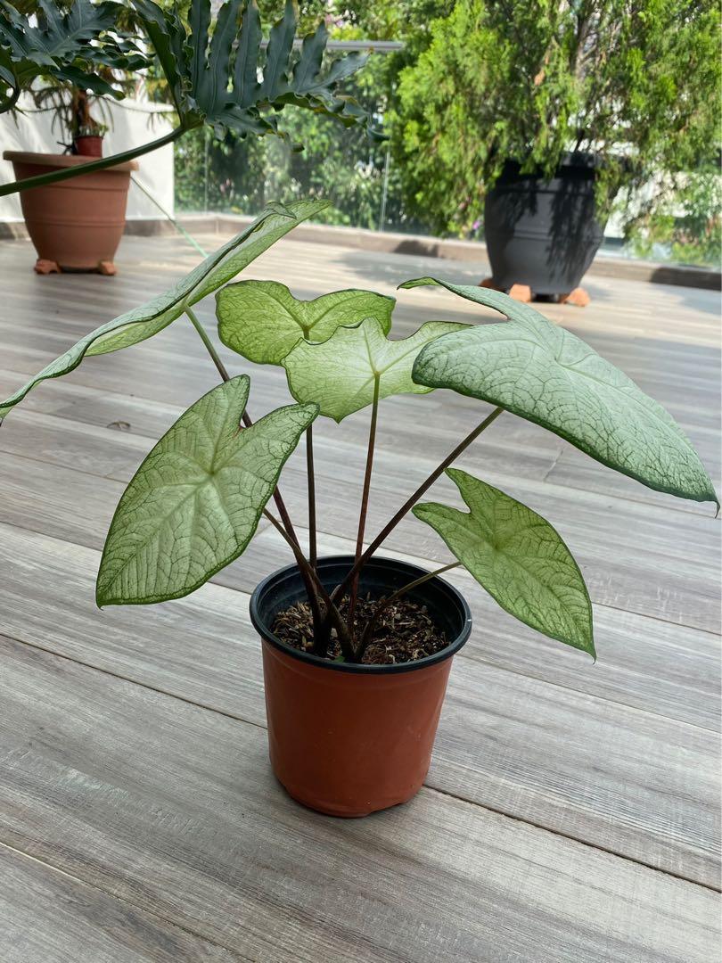 White caladium candidum JR, Furniture & Home Living, Gardening, Plants ...