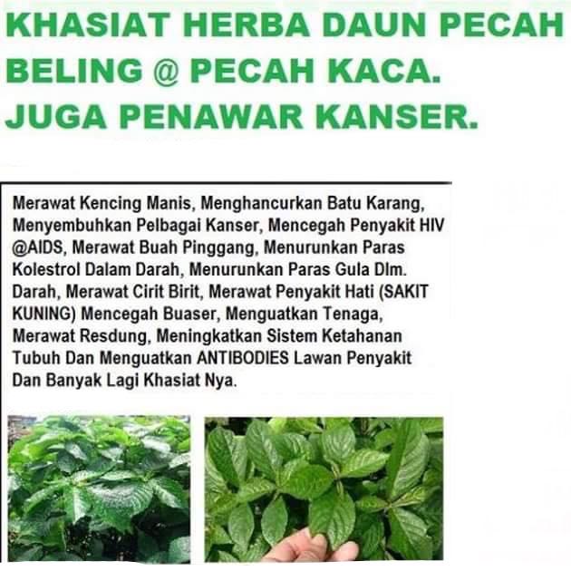 cirit birit air kuning - makanan dan minuman meningkatkan imun