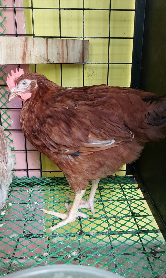 Rhode Island Red (RIR) Color: Mahogany Dark , Rooster, Everything Else ...