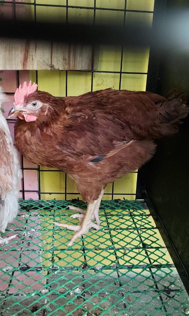 Rhode Island Red (RIR) Color: Mahogany Dark , Rooster, Everything Else ...