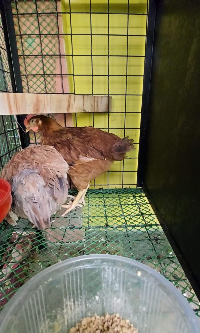 Rhode Island Red (RIR) Color: Mahogany Dark , Rooster, Everything Else ...