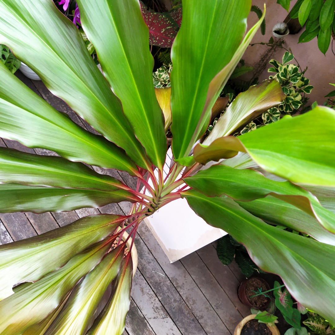 Cordyline Fruticosa, Twisted Fan Ti Plant, Furniture & Home Living ...