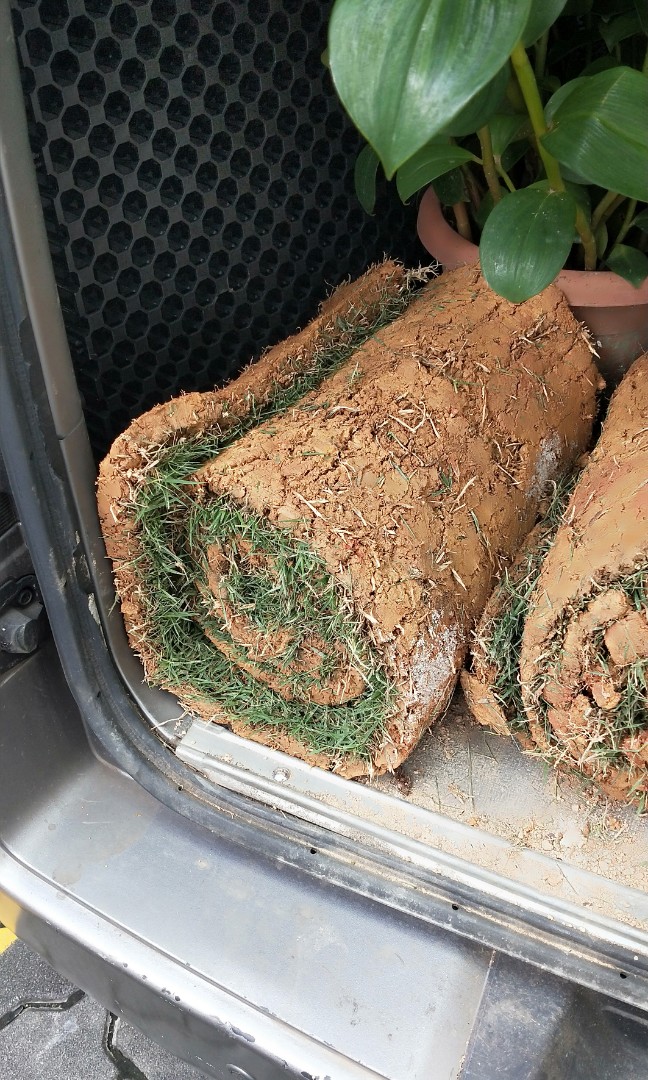 Grass Carpet (Alive and Living)., Furniture & Home Living, Home Decor ...